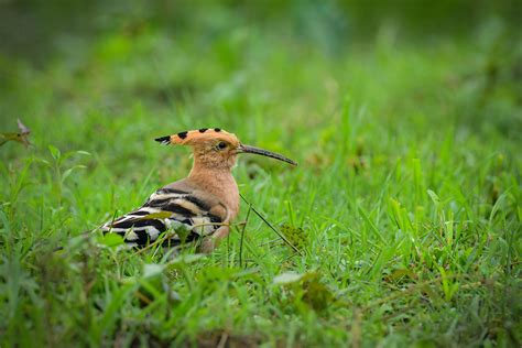 7 Tips To Keep Birds Off Grass Seed Yardyum Garden Plot Rentals