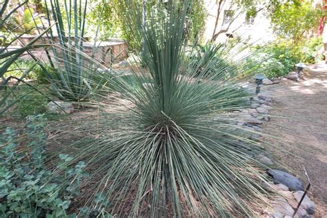 Mexican Grass Tree Spectacular Accent Plant Southwest Gardener
