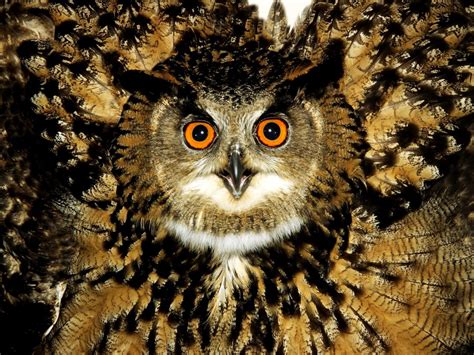 80 Сова обои на рабочий стол Hd Скачать Бесплатно картинки