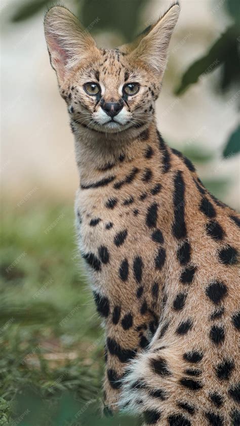 El Serval Foto Premium