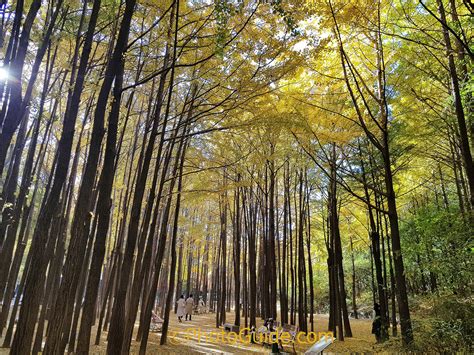 서울 숲 공원 은행나무 길을 가다 가을 은행나무 명소