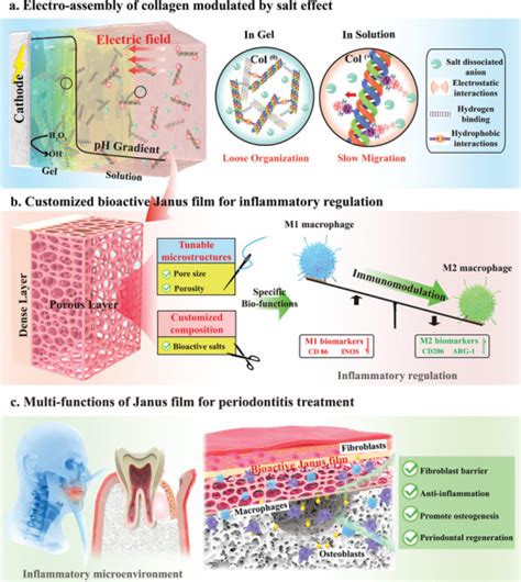 Programmable Electro‐assembly Of Collagen Constructing Porous Janus Films With Customized Dual
