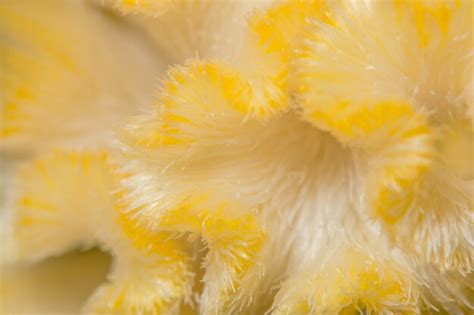 Premium Photo Background Macro Flower Pattern