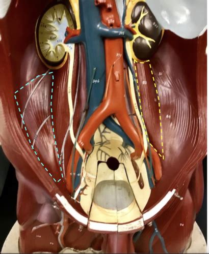 Lab 26 Muscles That Flex The Inferior Apendages Flashcards Quizlet