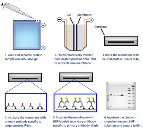 Schematic Representation Of Western Blotting And Detection Procedure