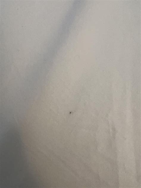 Is This Bed Bug Fecal Just One Spot But Didnt Smear Upon Touching It
