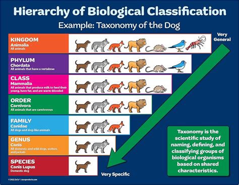 Zoco Biology Poster Hierarchy Of Biological Classification Taxonomy Science Poster