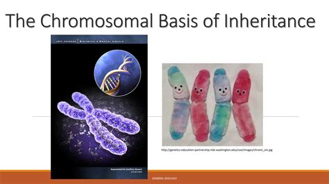 Solution Chromosomal Theory Of Inheritance Studypool