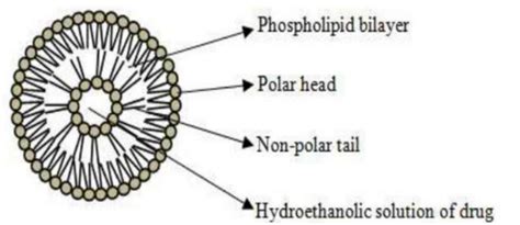 Structure Of Ethosomes Classification Of Ethosomal System 16 18 The