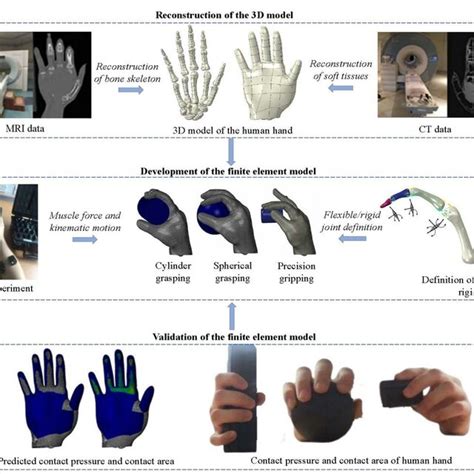 The Main Procedure Of This Study From Ct And Mri Data Processing To