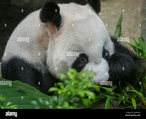 Giant Panda Eating Bamboo Shoots And Leaves The Giant Panda