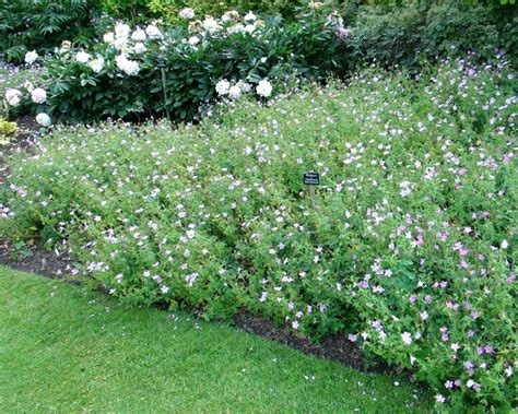 Geranium X Oxonianum Gardensonline