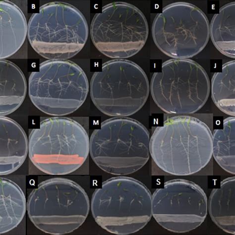 Root Parameters After The Coculture Of Tomato Seedlings With Each Yeast