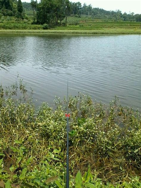 野釣鯽魚遇小魚鬧窩提竿就中魚過癮吧 每日頭條