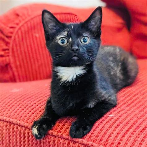 Black Eyed Ginger Feet