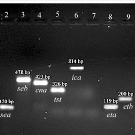 Primers Virulence Genes Of Staphylococcus Aureus Download Scientific Diagram
