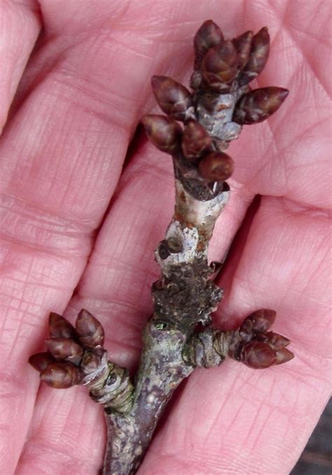 Cherry Tree Guide Uk Wild Cherry Tree Identification