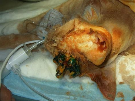 【閲覧注意】動物実験。一目見ただけでヤバイと分かる画像 ポッカキットポッカキット