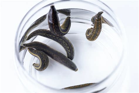 Medicinal Leech