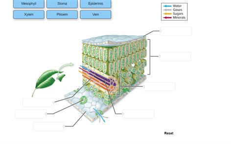Solved Label The Cross Section Of A Leaf Some Labels May Be Chegg Com