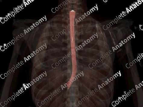 Esophagus Complete Anatomy