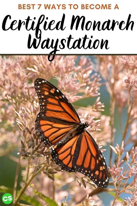 Monarch Butterfly Habitat Map At Jane Javier Blog