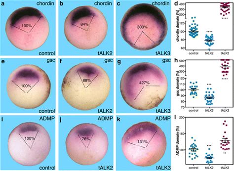 The Alk2 Receptor Positively Regulates The Expression Of Organizer