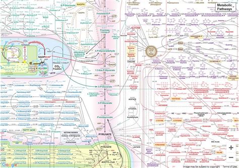 Interactive Metabolic Pathways Map Sigma Aldrich Krebs Cycle Systems Biology Biochemistry