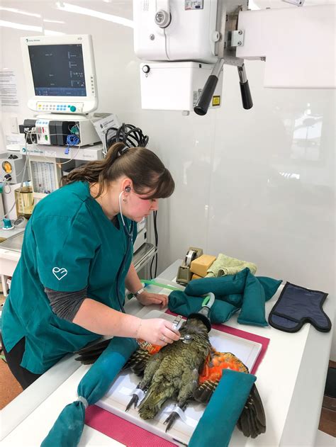 The Wildlife Hospital