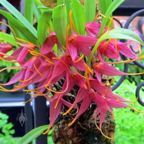 Aboutorchids Blog Archive More Photos From Orchids In The Park