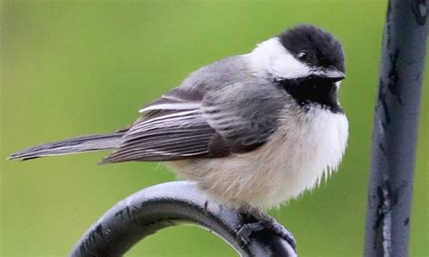 Carolina Chickadee Call At Amber Magoon Blog