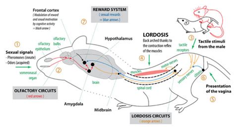 Sexual Function And Sex Related Disorders Flashcards Quizlet