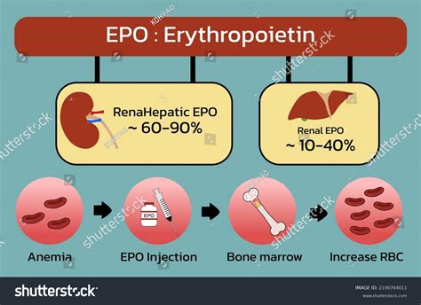Erythropoietin Epo Production Kidney Liver Injection Stock Vector Royalty Free
