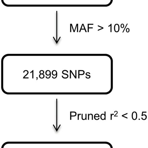 Snp Selection Process For The Secondary Analysis Download Scientific Diagram