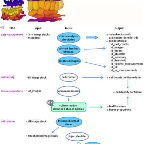 three dimensional visualisation and image analysis a download