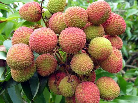 海南妃子笑荔枝（2公斤） 时令新品 时鲜水果 所有产品 和乐康 上海 有机食品 有机食品网 有机生活网 有机食品送到家 有机食品配送 有机食品礼品配送