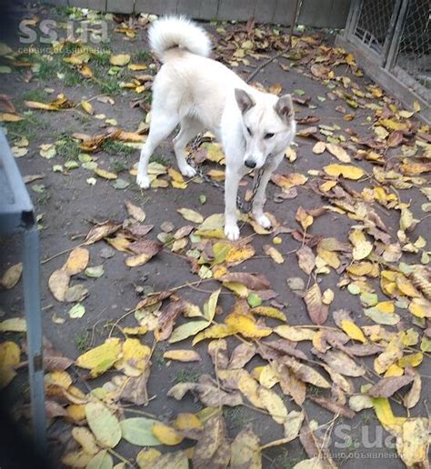 Ss Ua Продам західно сибірську лайку Має дуже хороший Ціна 1500 Грн Оголошення
