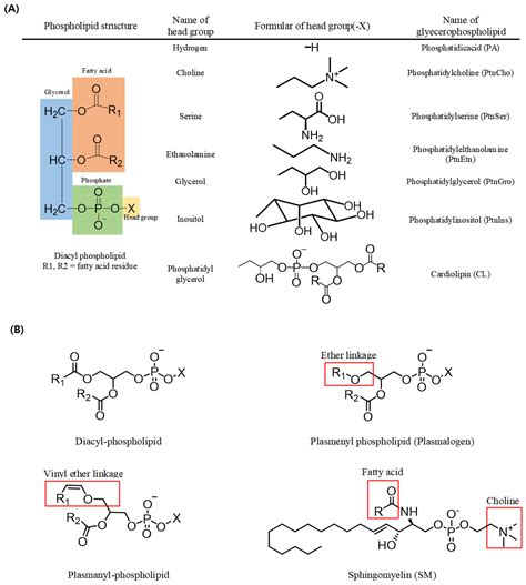 Ether Glycerophospholipid