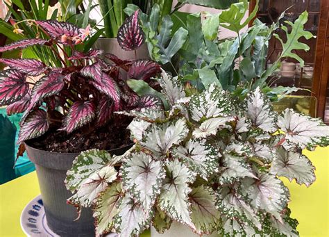 Begonia Rex Plantsmith