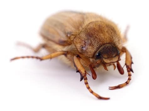 Premium Photo | Chafer isolated on white