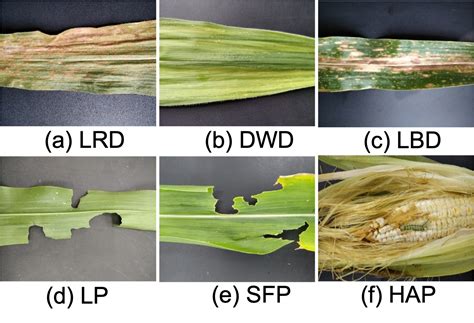 Identification Of Corn Plant Diseases And Pests Based On Digital Images Using Multinomial Naïve
