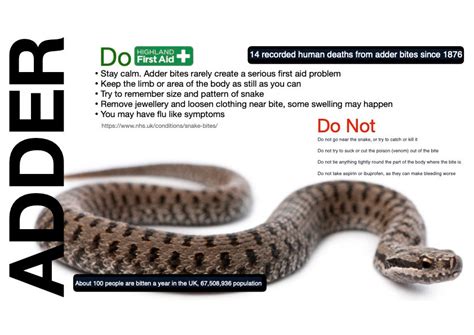 Adder Bites What Is The First Aid