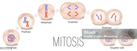 Diagram Of Mitosis Vector Prophase Metaphase Anaphase And Telophase Cell Division For Education