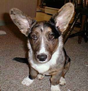 Cardigan Welsh Corgi Dog Breed Information And Pictures