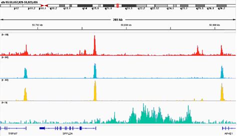 Cutandrun Profiling Histone Marks In K562 Igb Browser Tracks Are Shown Download Scientific