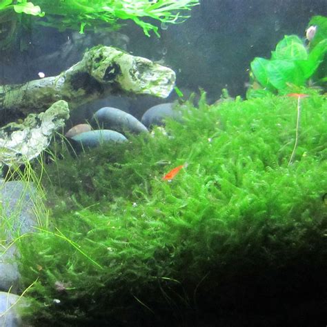 Java Moss Plant Supportfilo Java Moss Plant Supportfilo