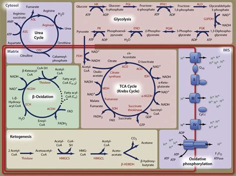 Kreb Cycle In Mitochondria