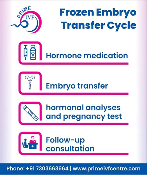 In Vitro Fertilization Ivf Process And Embryo Transfer