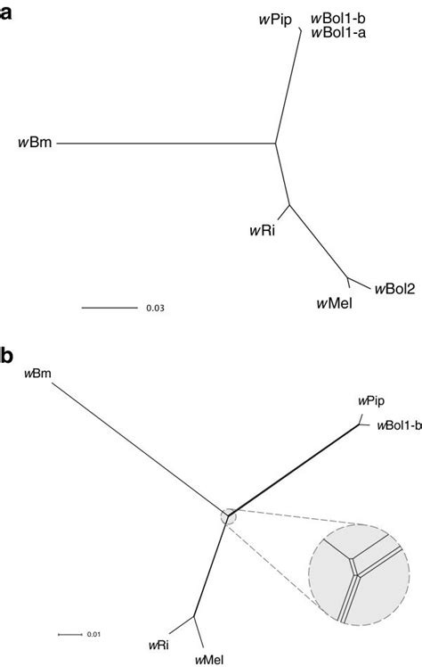 Amaximum Likelihood Phylogeny Based On Concatenated Mlst