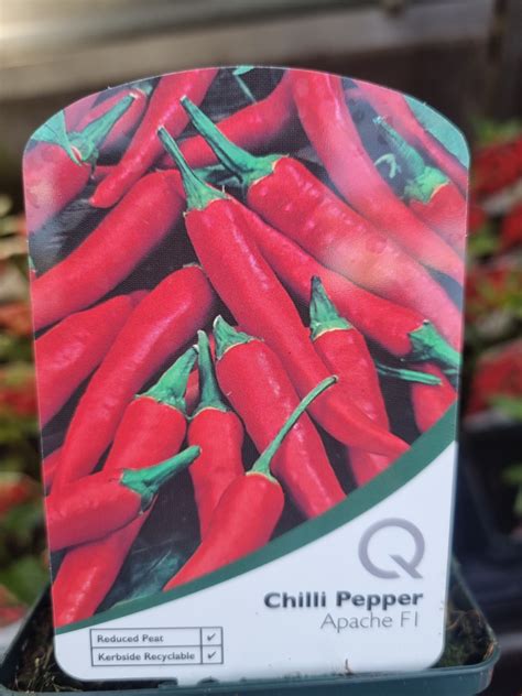 Chilli Pepper Apache 9 Cm Holland House Garden Centre Preston